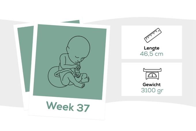 37 weken zwanger: wat kun je verwachten? | WIJ.nl
